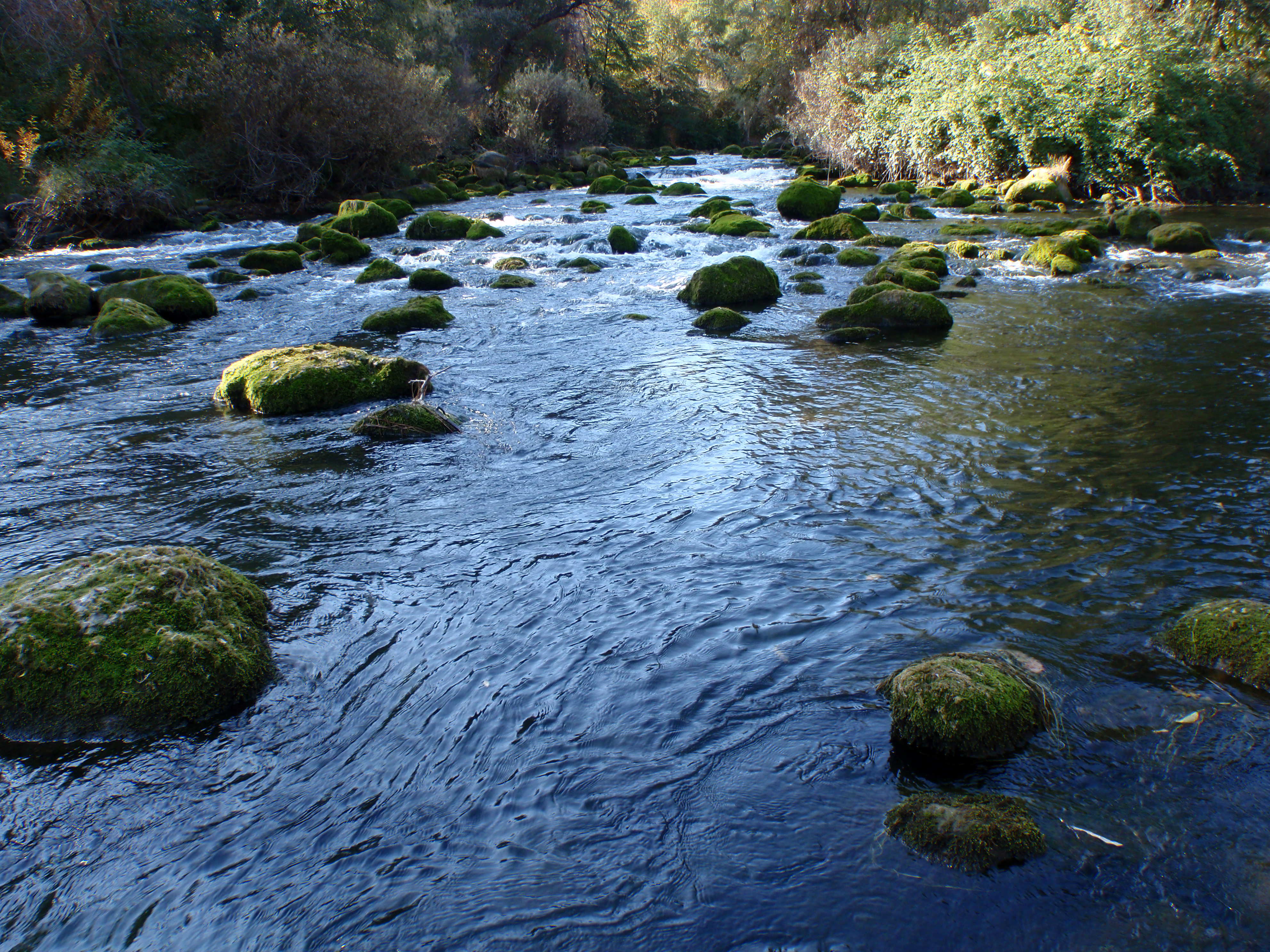 Putah Creek Trout – Working to protect and improve the wild trout ...